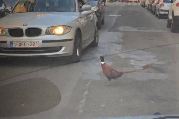 En toen wandelde er een fazant op straat: dieren eisen de stad op | BRUZZ