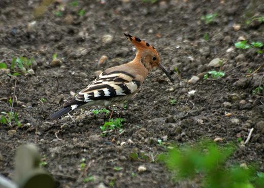 Beestig Brussel | BRUZZ