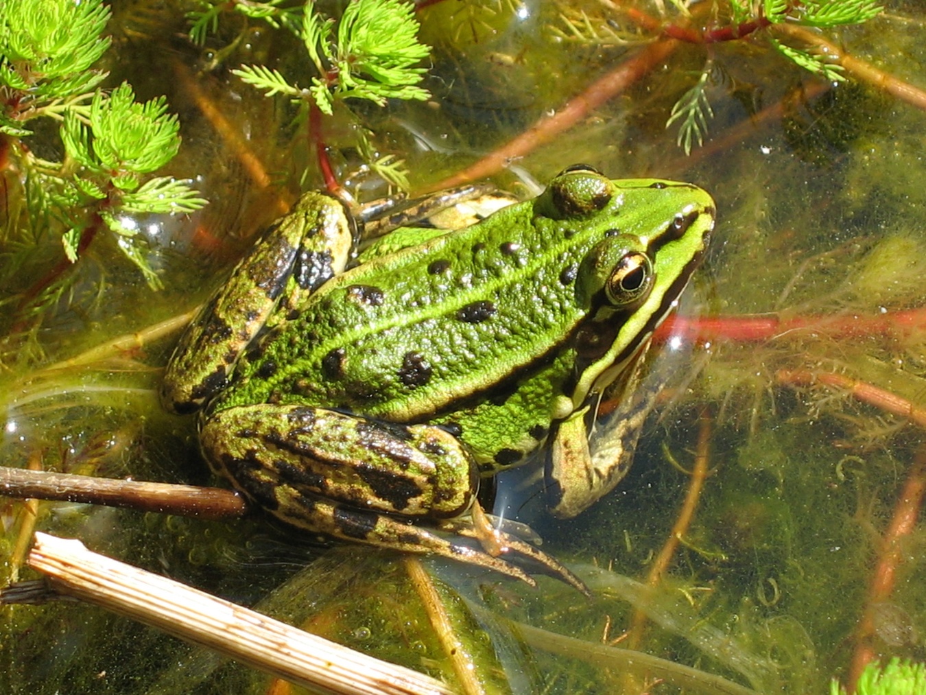Oost-Europese meerkikker en muurhagedis rukken op in Brussel | BRUZZ