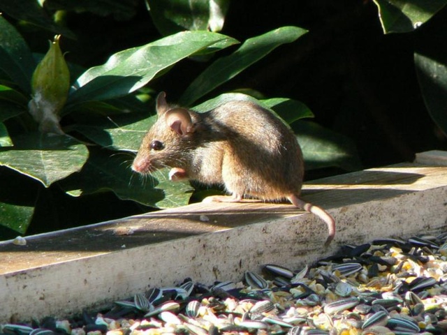 De huismuis komt bij u logeren | BRUZZ