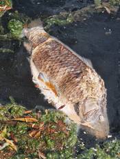 Honderdtal dode karpers in Anderlechts Vijverpark: 'Stank is niet te ...