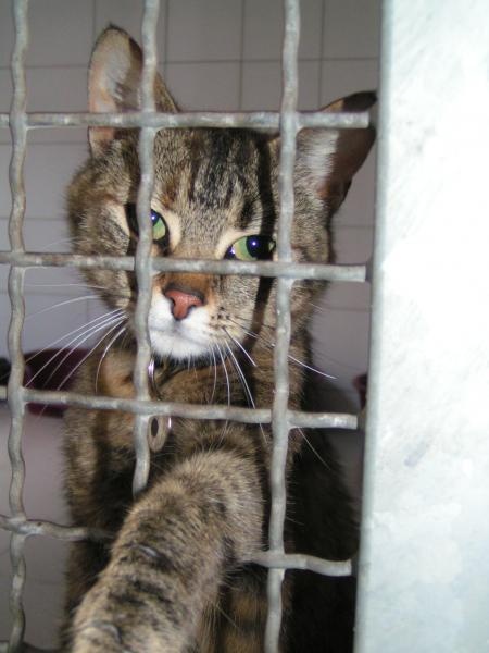 In 2023 werden 133 mishandelde dieren in beslag genomen | BRUZZ