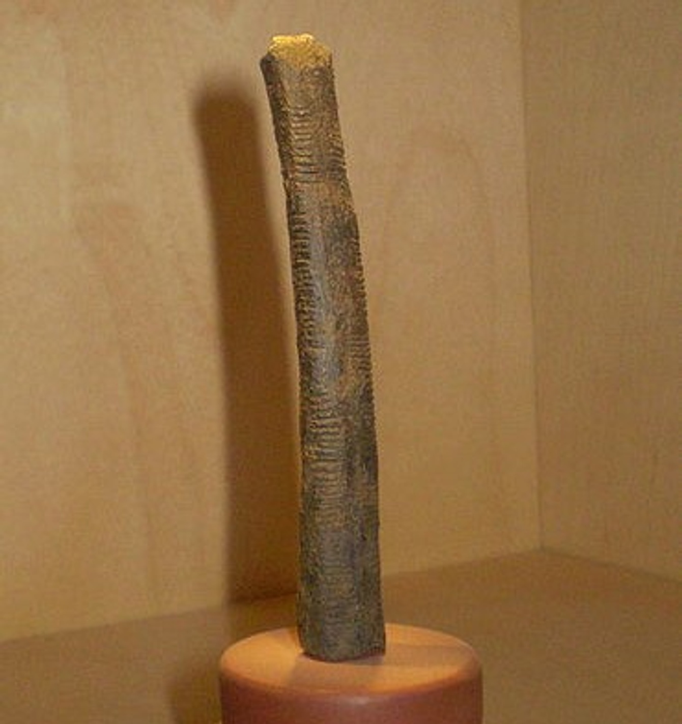 Congo wil Ishango-botjes terug die in Brussel bewaard worden | BRUZZ