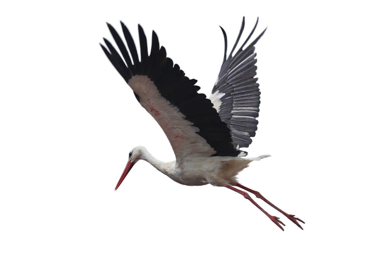 Reislustige ooievaars | BRUZZ