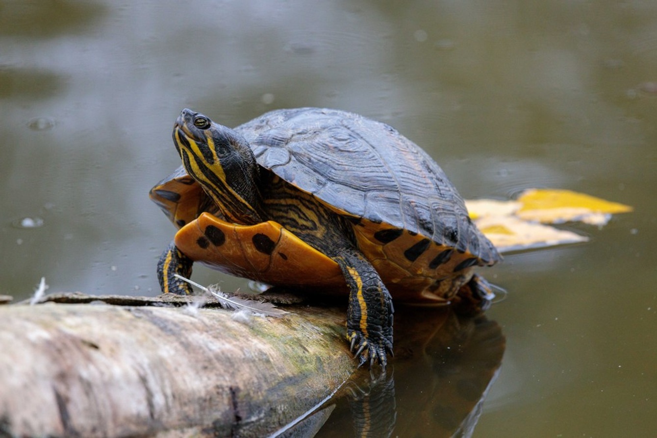 De Kruidtuin is een hotspot voor de geelbuikschildpad | BRUZZ
