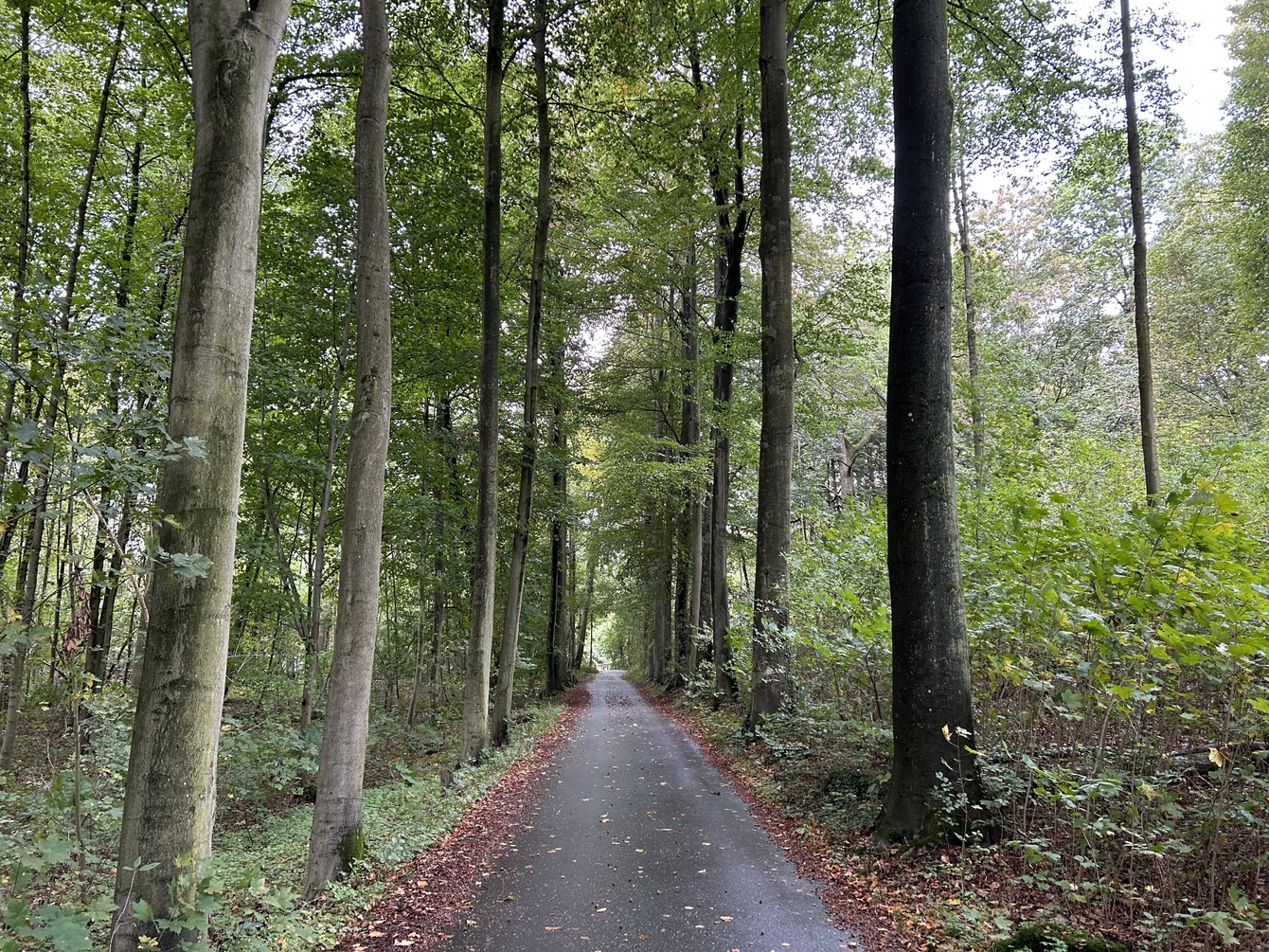 Dag van het Zoniënwoud: hoe de beesten het bos mee vormgaven | BRUZZ