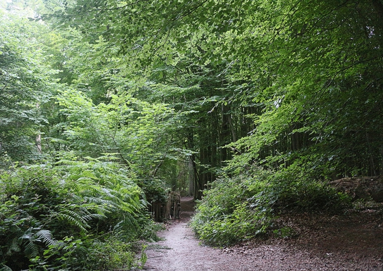 Nature Trail Series organiseert nieuwe Brussels Nature Run | BRUZZ
