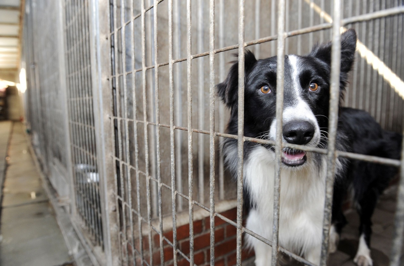 Donaties leveren dierenasielen in Brussel en Anderlecht 1.000 kilo dierenvoer op | BRUZZ