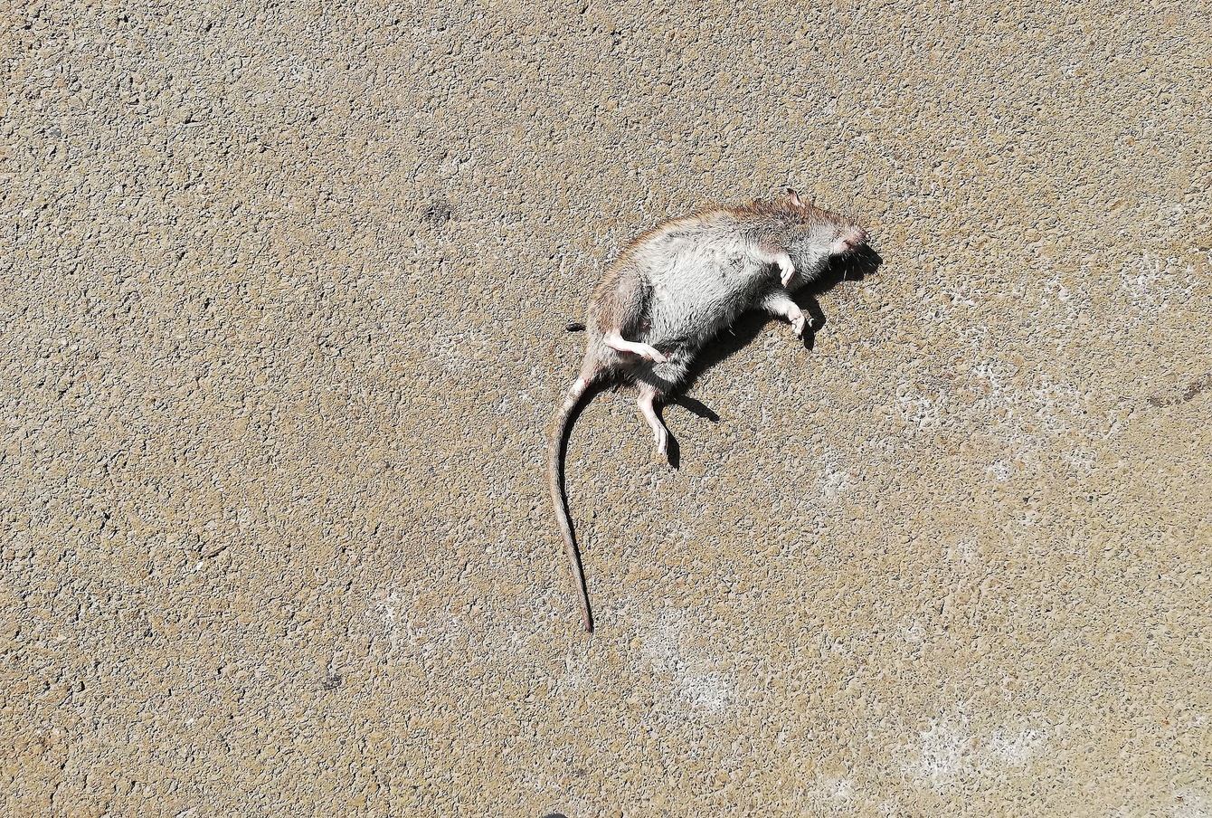 Ratten in Sint-Pieters-Woluwe: ‘Zoiets heb ik in dertig jaar nog nooit ...