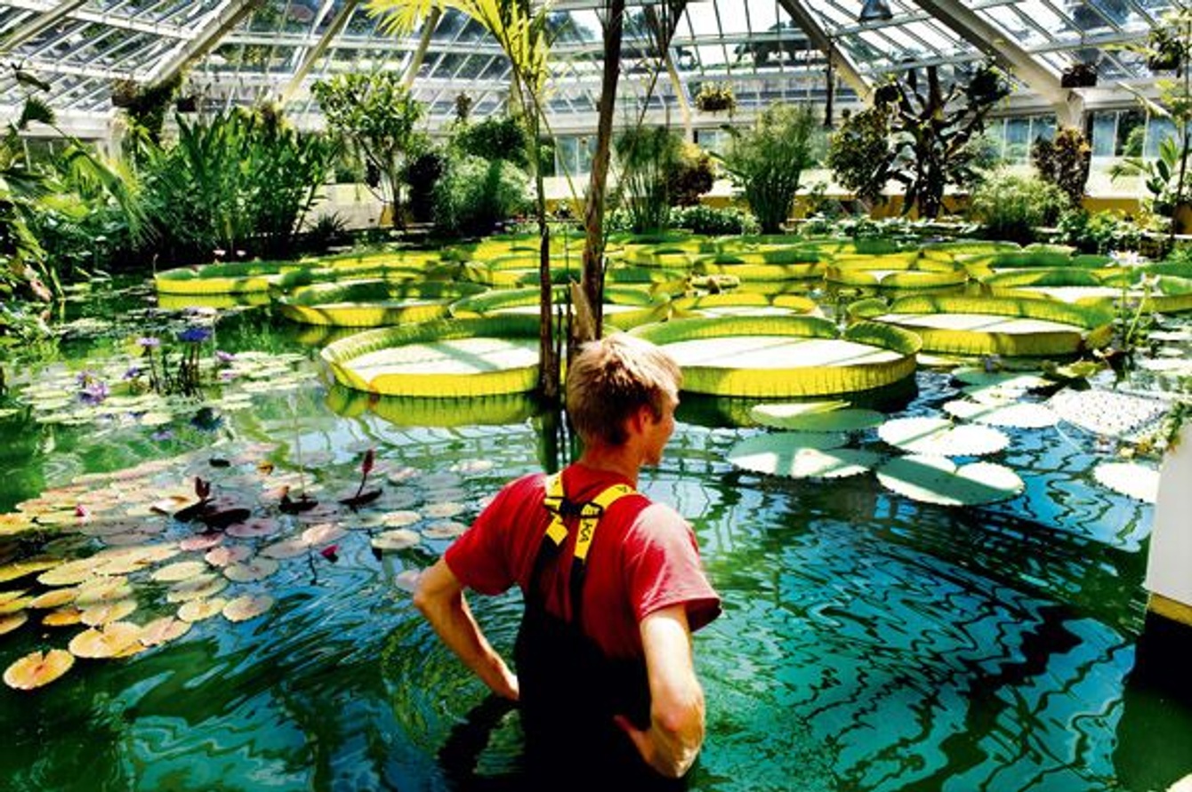 Plantentuin Meise opent unieke rozentuin met historische rozen | BRUZZ