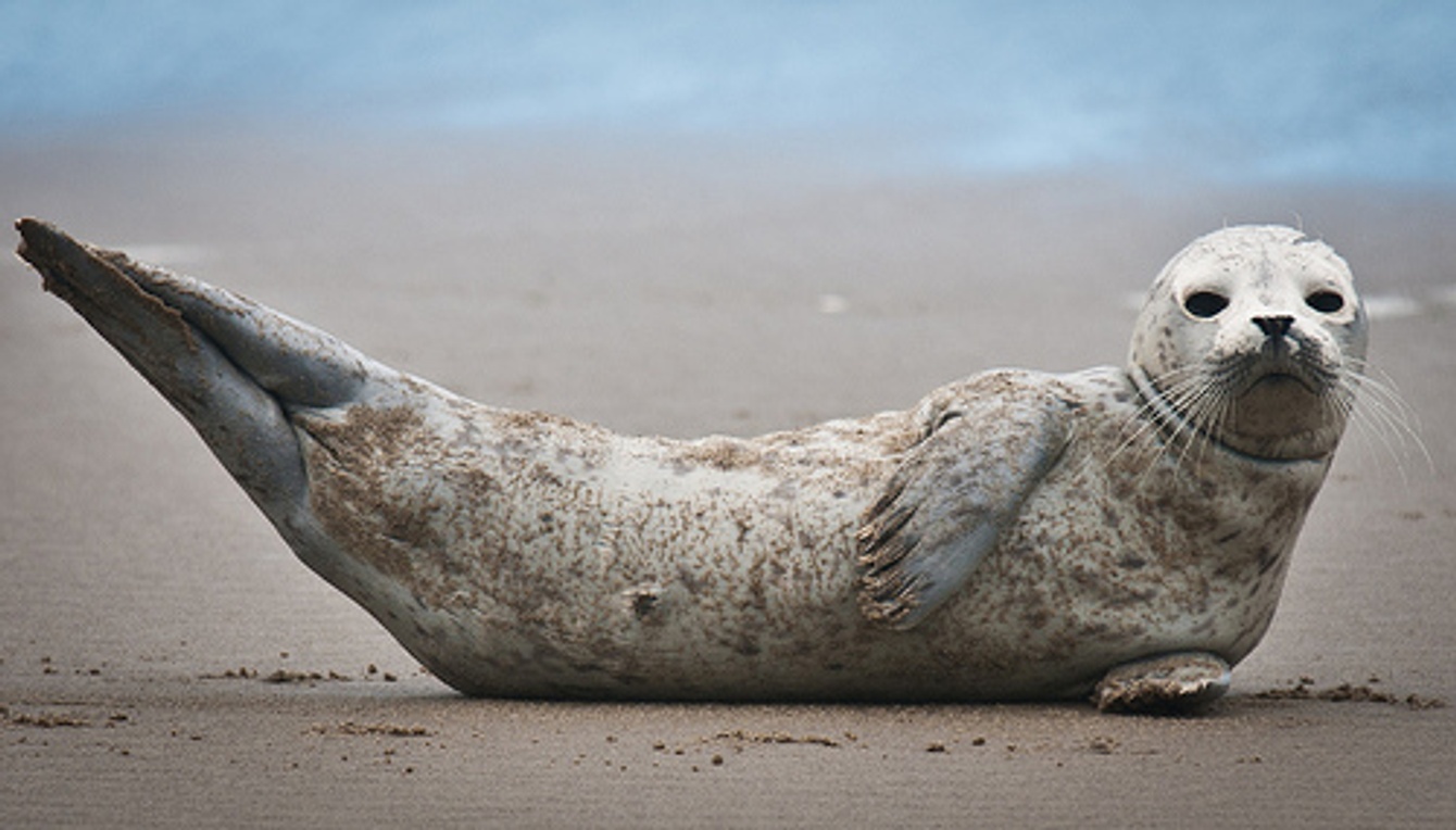 Meer zeehonden in Schelde dankzij Brusselse waterzuivering | BRUZZ