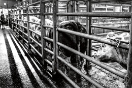 Halal slachten bij Abattoir: onverdoofd, omdat het mag | BRUZZ