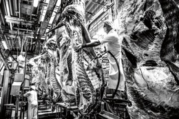 Halal slachten bij Abattoir: onverdoofd, omdat het mag | BRUZZ