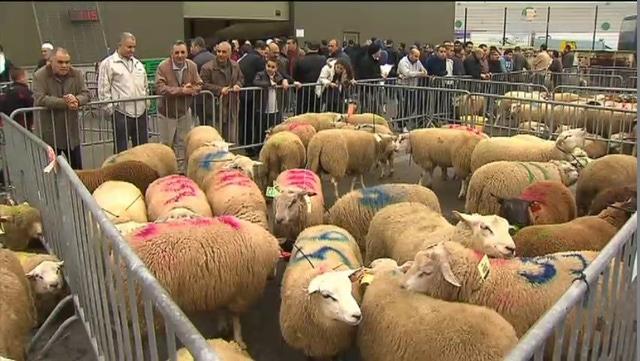 Vlaams Belang opent meldpunt onverdoofd slachten | BRUZZ