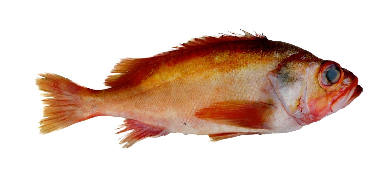 Culinair ontdekt: roodbaars | BRUZZ