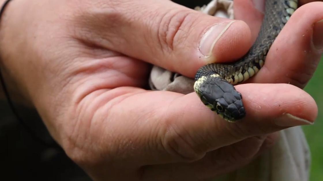 Up to one hundred ringed snakes spotted annually in Jette | BRUZZ