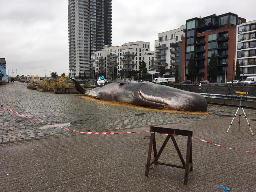 Gezien: aangespoelde potvis op oevers van kanaal | BRUZZ