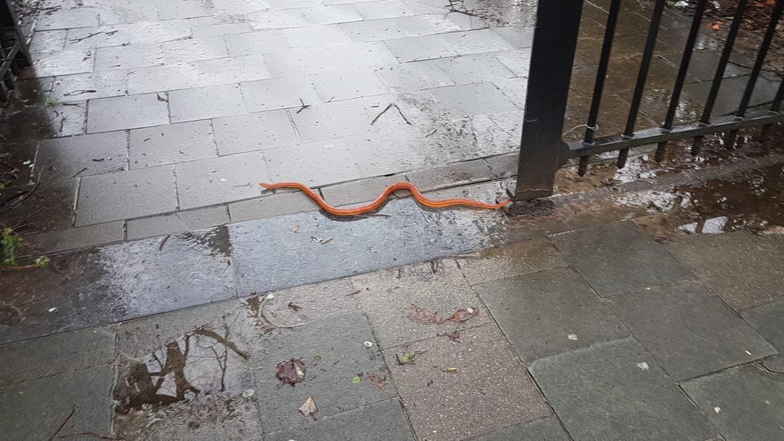 Vrouw treft slang aan in buurtpark in Jette | BRUZZ