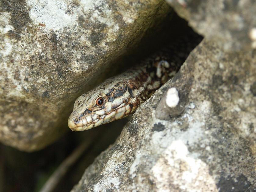 Oost-Europese meerkikker en muurhagedis rukken op in Brussel | BRUZZ