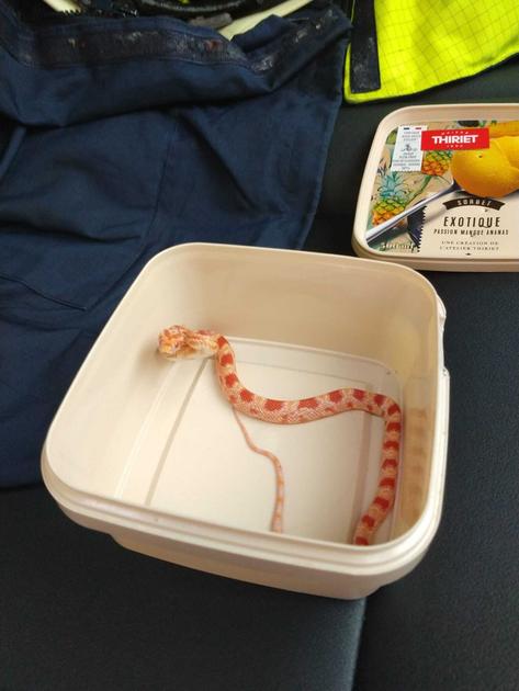 Brandweer vindt slang in kelder | BRUZZ