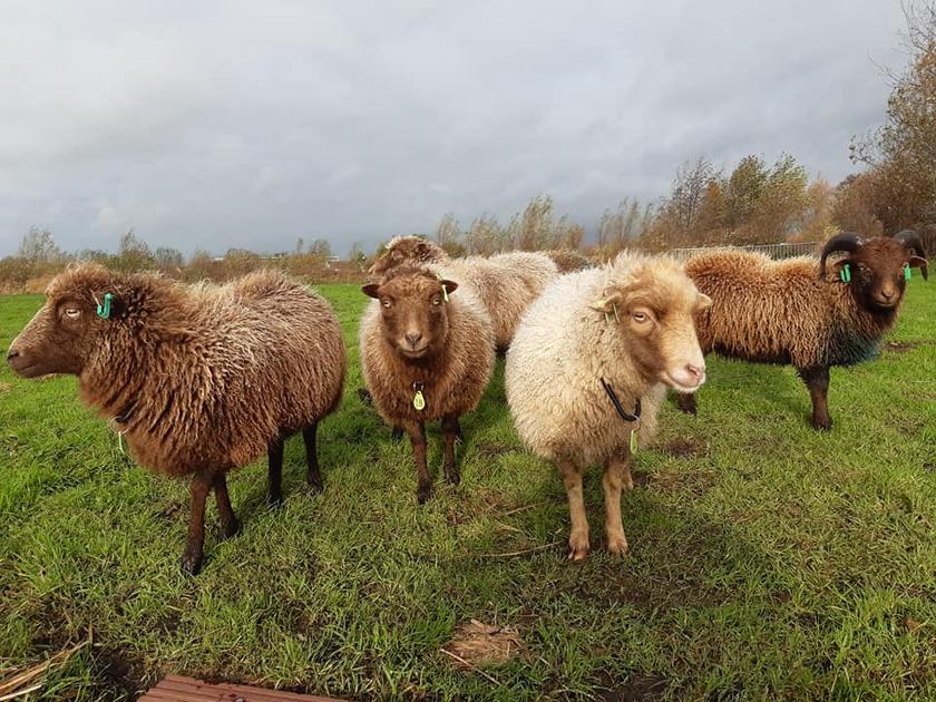 Wilde schapen in de strijd tegen Japanse duizendknoop | BRUZZ