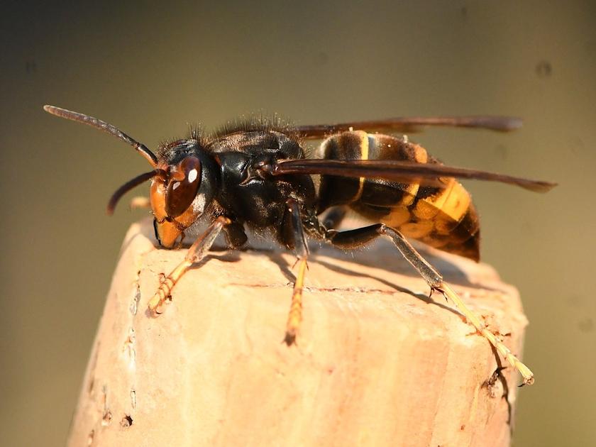 Aziatische hoornaar gaat niet meer weg, maar ze zijn 'niet gevaarlijker ...