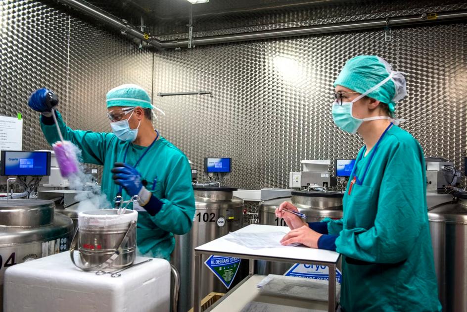 Slaagcijfers UZ Brussel wijzen op effectiviteit ivf-behandeling met ...