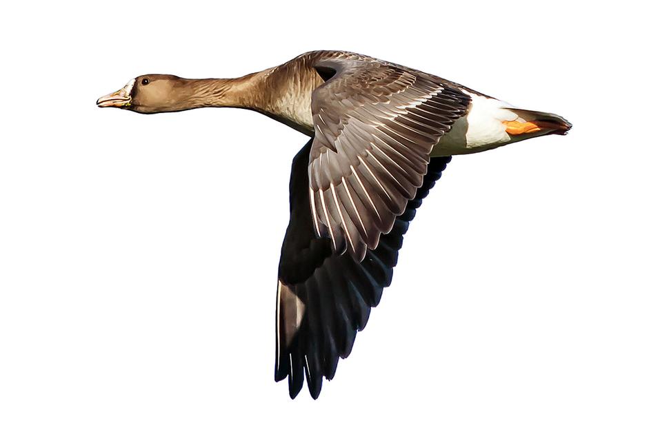 Jodelahiti, een kolgans | BRUZZ