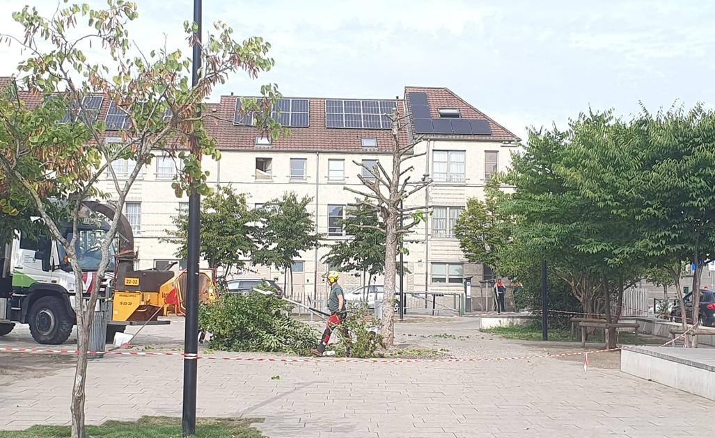 Bomen aan Bonneviepark ingekort om zichtbaarheid op het plein te ...