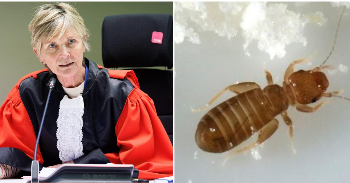 Insect dat assisenproces van drugsbaas onderbrak, blijkt onschadelijke ...