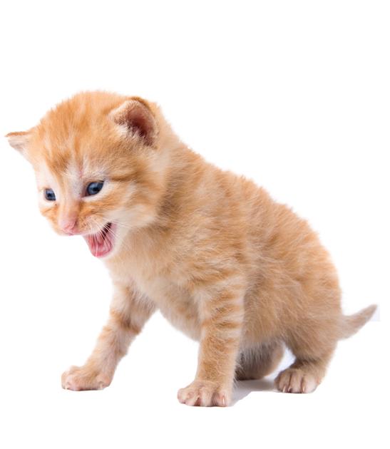 'Die berg gedode katten was onze samenleving niet waardig' | BRUZZ