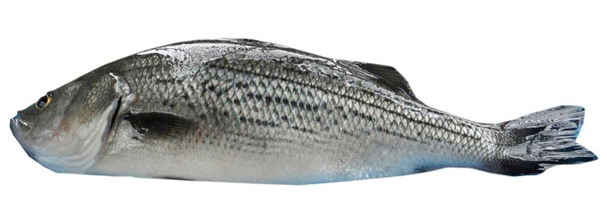 Culinair ontdekt: striped bass | BRUZZ