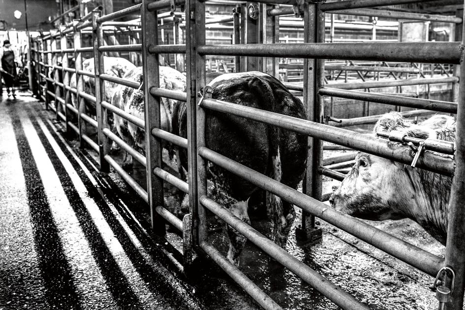 Verbiedt Brussel onverdoofd slachten? Volgende week weten we meer | BRUZZ