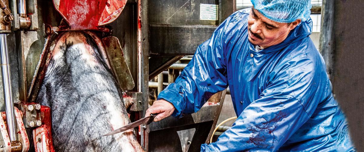 PS stelt stemming codex Dierenwelzijn uit wegens mogelijk amendement ...