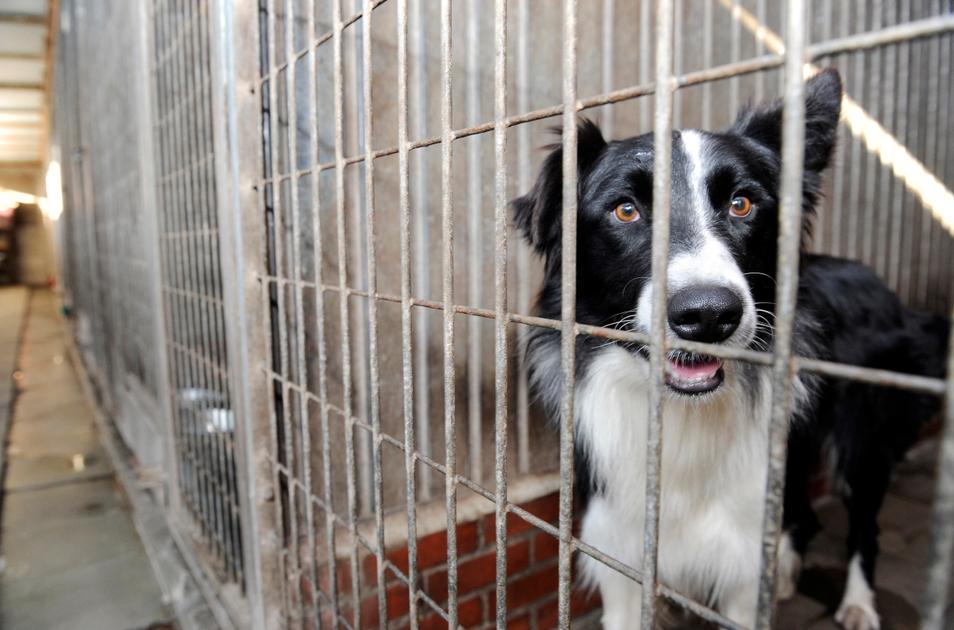 Dierenasielen trekken aan alarmbel: 'We zitten stampvol' | BRUZZ