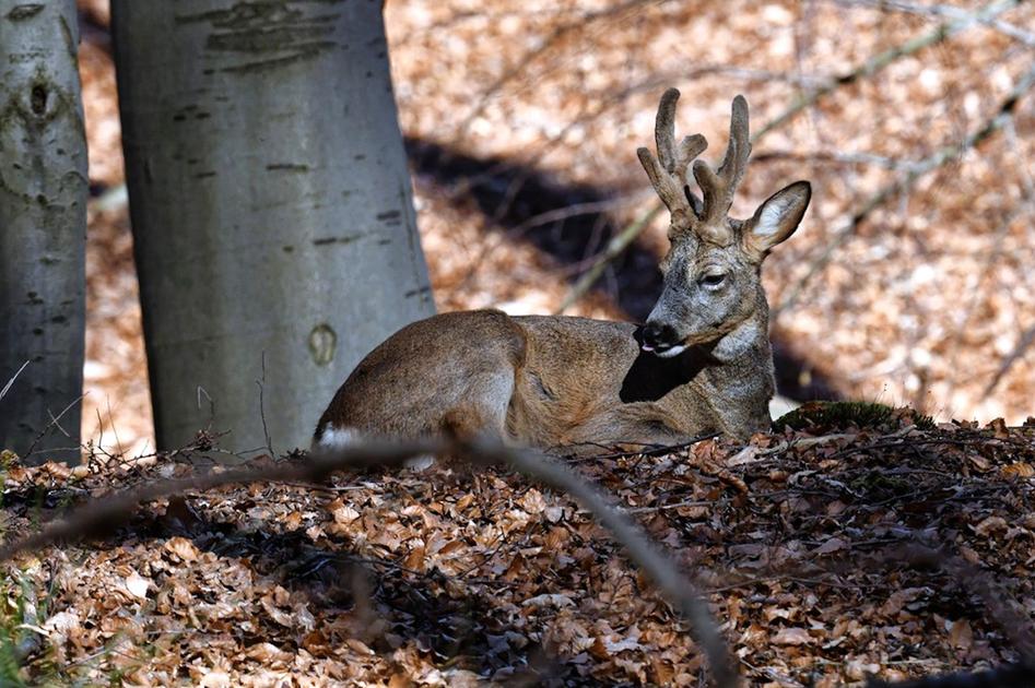 Dag van het Zoniënwoud: hoe de beesten het bos mee vormgaven | BRUZZ