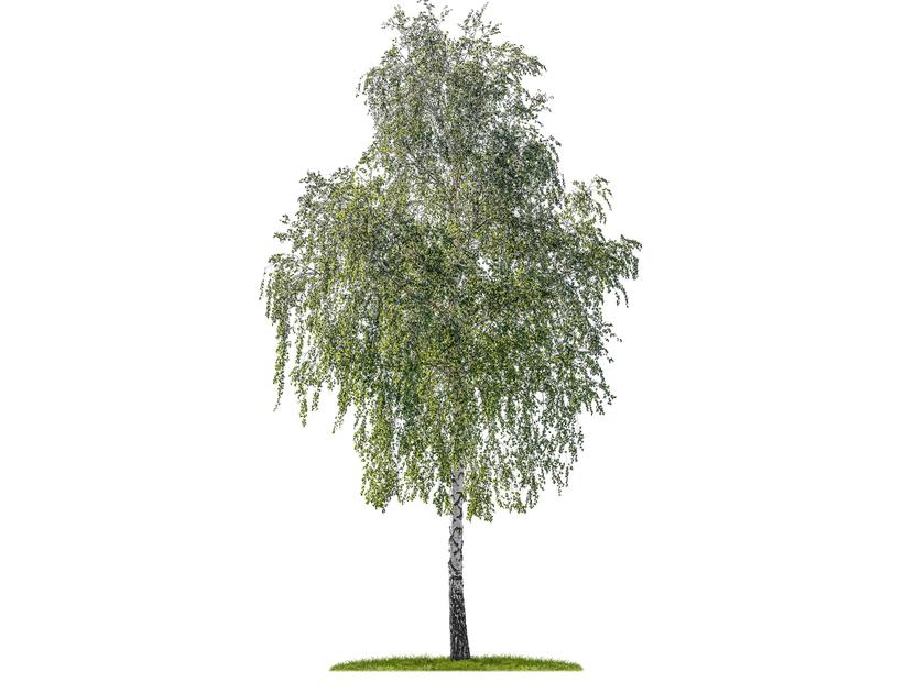 De ruwe berk: pionier van het bos is ook een pollenproducent | BRUZZ