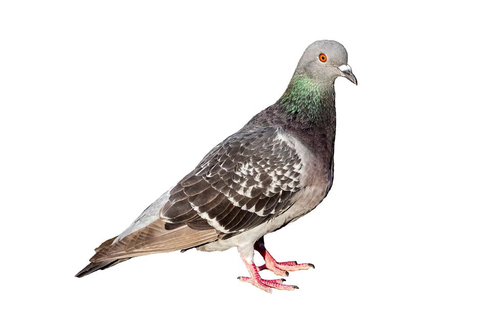 Nieuw burgerplatform bekommert zich om gewonde stadsduiven | BRUZZ