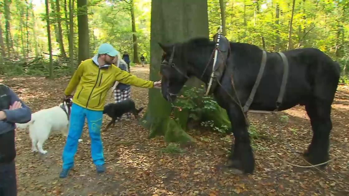 Menner en trekpaard in actie op de 'Dag van het Zoniënwoud' | BRUZZ