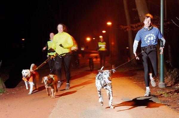 Canicross: grootste lastpak wordt schoothondje | BRUZZ