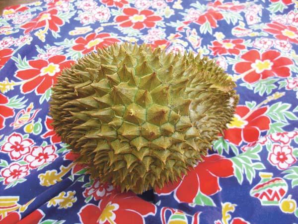 Culinair ontdekt: Doerian | BRUZZ