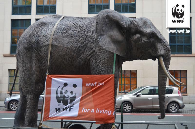 Nepolifant overhandigt petitie aan Thaise ambassade | BRUZZ Nepolifant overhandigt petitie aan Thaise ambassade | BRUZZ