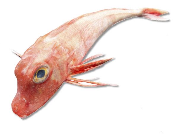 Culinair Ontdekt: Knorhaan | BRUZZ