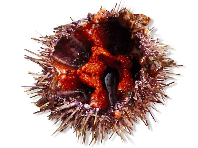 Culinair ontdekt: Zee-egel | BRUZZ