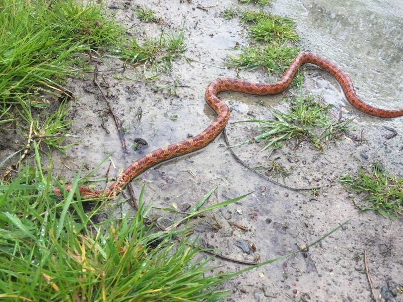 Gezien: slang in Koning Boudewijnpark | BRUZZ