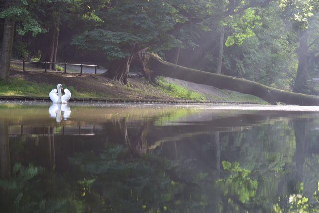 Gezien: boom legt het bijltje erbij neer in Josaphatpark | BRUZZ