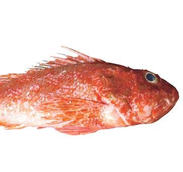 Culinair Ontdekt: Kapoen | BRUZZ