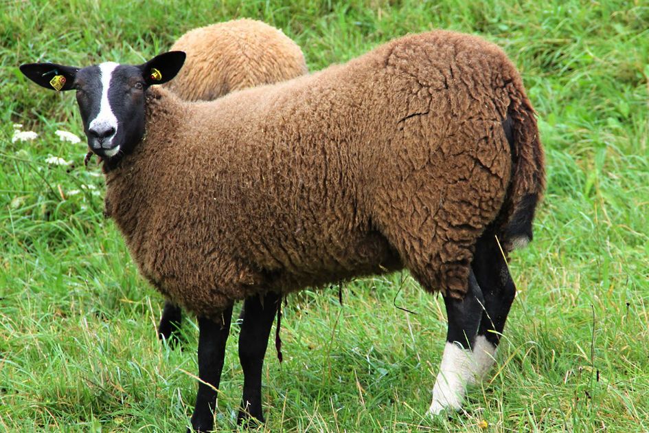 Zwartblesschaap: ideale stadsdieren, gewild voor vlees en wol | BRUZZ